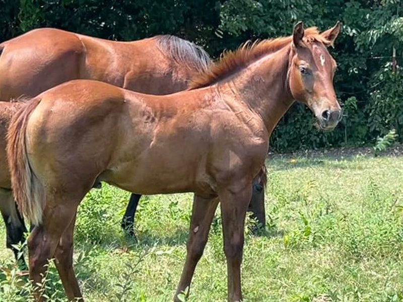 HR Smart Rudy Rey - Harrison Performance Horses