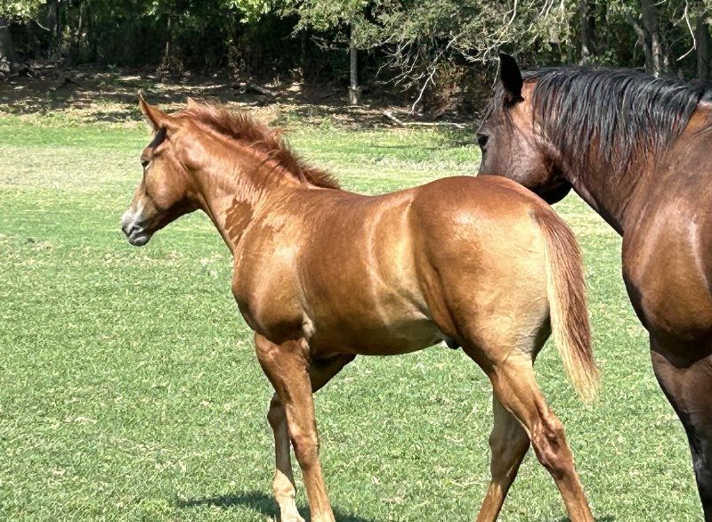 Harrison Performance Horses